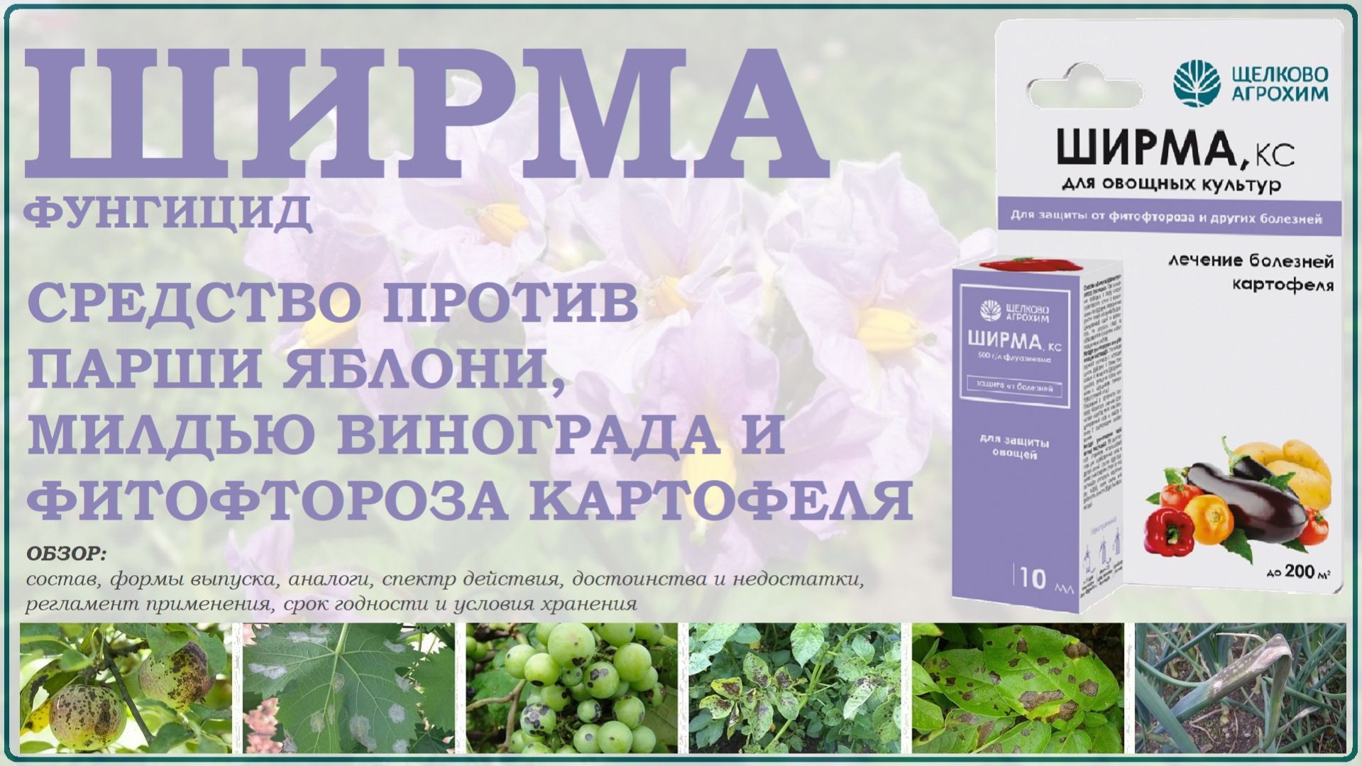 Ширма - средство от парши яблони, милдью винограда и фитофтороза картофеля. Обзор фунгицида 2026 год