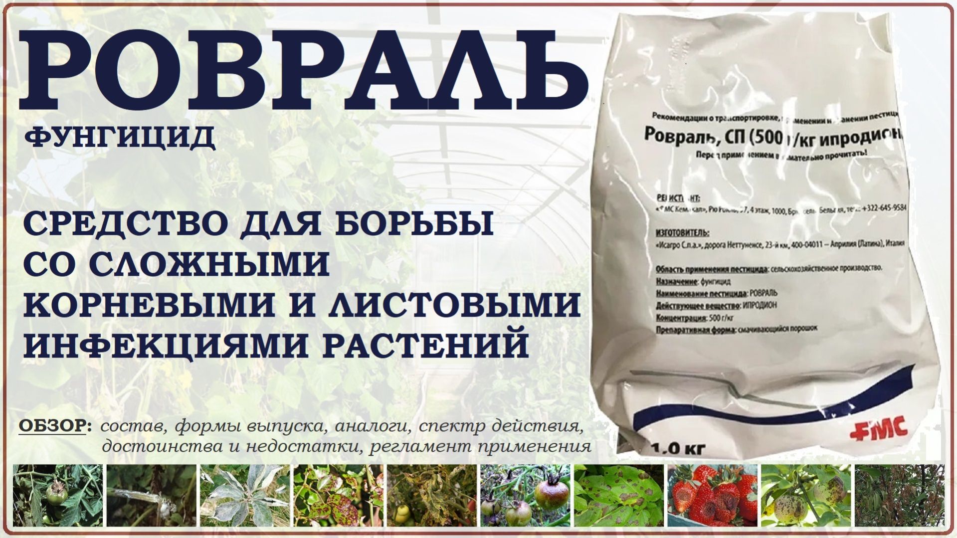 Ровраль - средство для борьбы со сложными корневыми и листовыми инфекциями растений. Обзор фунгицида