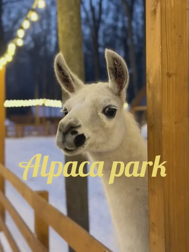 Парк альпак