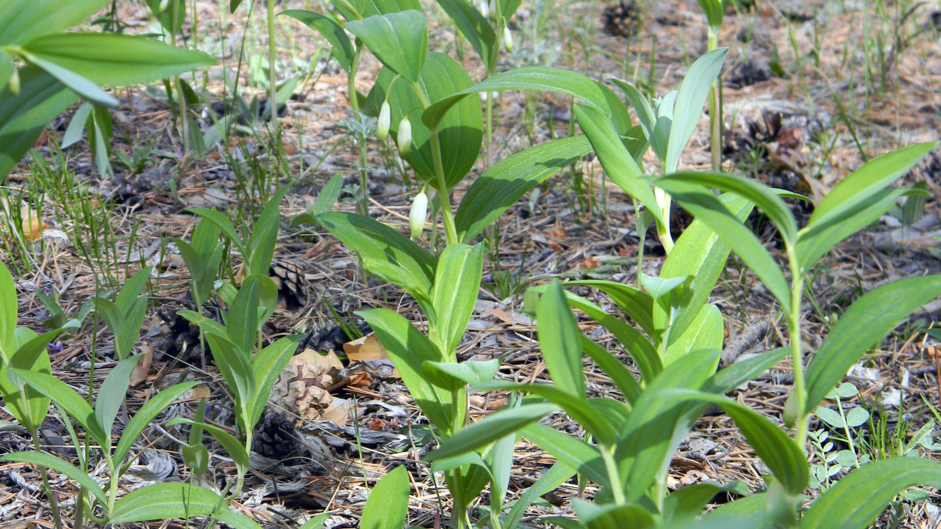 ВЕСНА в Забайкальском крае. (Из цикла ВРЕМЕНА ГОДА)