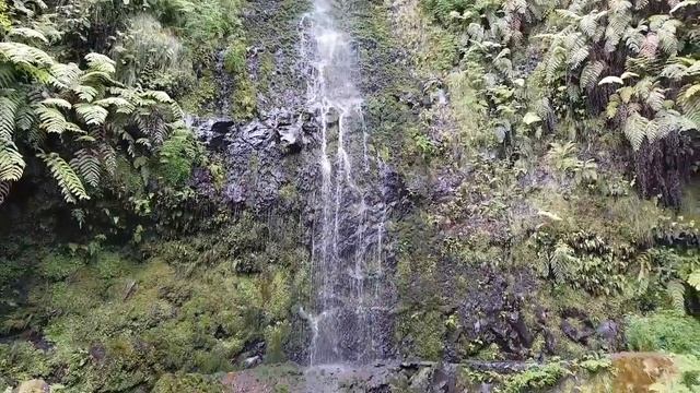 Madeira. PR9. Levada Caldeirao Verde.