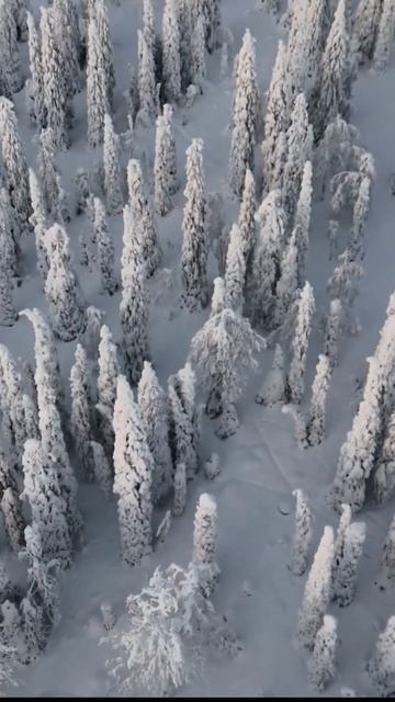 Магия зимнего заката. Полет над спящим лесом ❄️