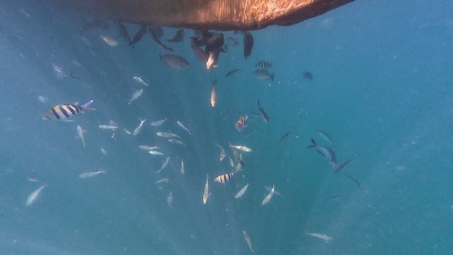 Остров Ко Ронг(Koh Rong), Снорклинг - рыбы под водой. Декабрь 2025. Камбоджа.