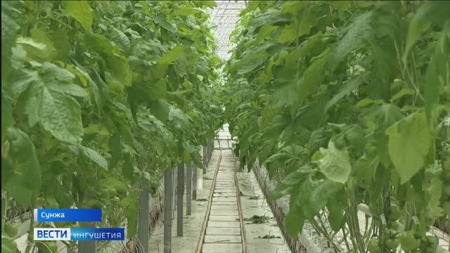 Специалисты Россельхознадзора проверят агропредприятия Ингушетии