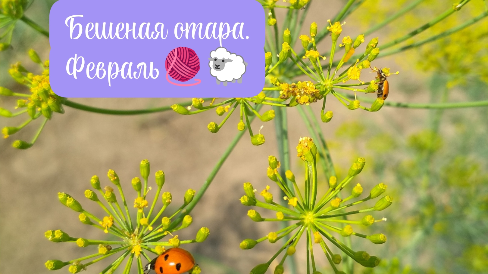 Бешеная отара. Отчет за февраль. Одна овечка🧶🐑
