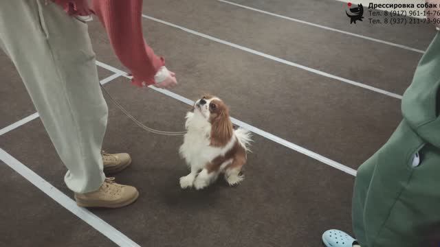 Занятие в группе по дрессировке: обучение не отвлекаться на других собак. Тольятти, 22 февраля 2026.