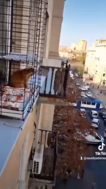 Самвел Адамян - Я Не Держу Кота в Клетке!