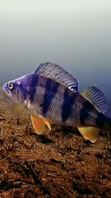 Окуни подо льдом. Глубина 3 метра. / Perch under the ice. Depth 3 meters. #shorts