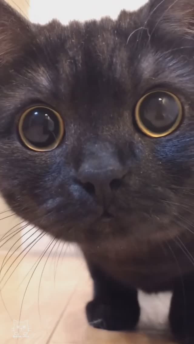 Чёрный в чёрном парике.