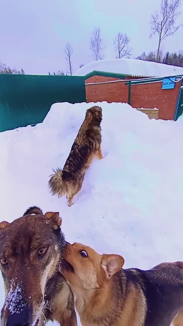 "Наверху самой высокой башни!" ❥ Приют в Малинках #приютдляживотных