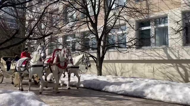 Катание в карете на тройке - в городе