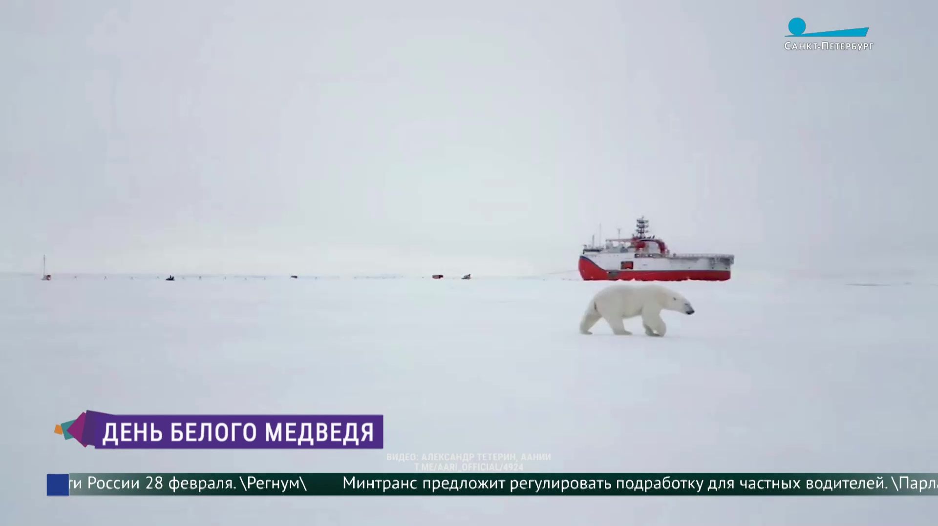 День белого медведя: как меняется популяция животных в Арктике