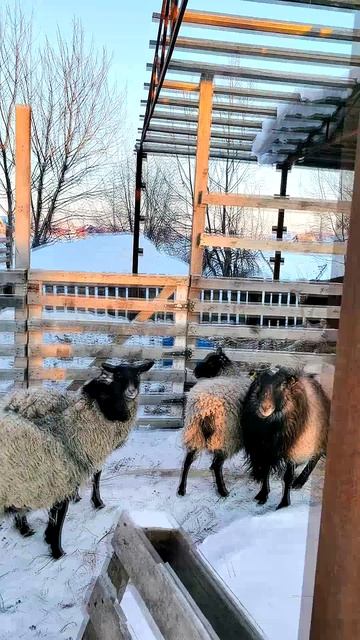 Побег или прогулка? Снега столько, что бараны ходят где хотят! ❄️🐑😄
