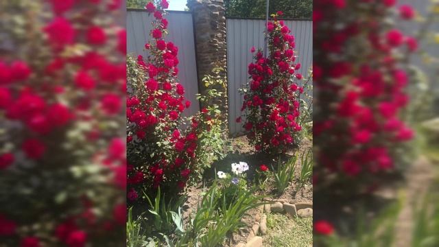 Цветочное  Ассорти