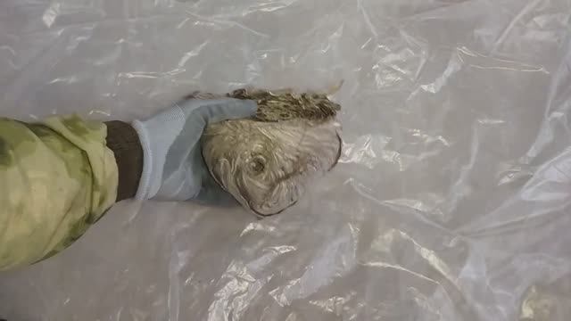 Что внутри большого осиного гнезда