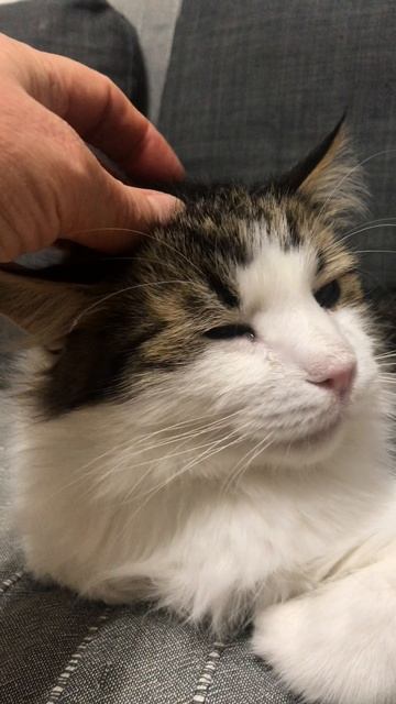 Мася огорчен 😿