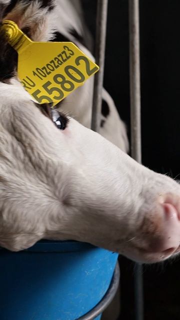 🐄 Сложные времена требуют простых телят