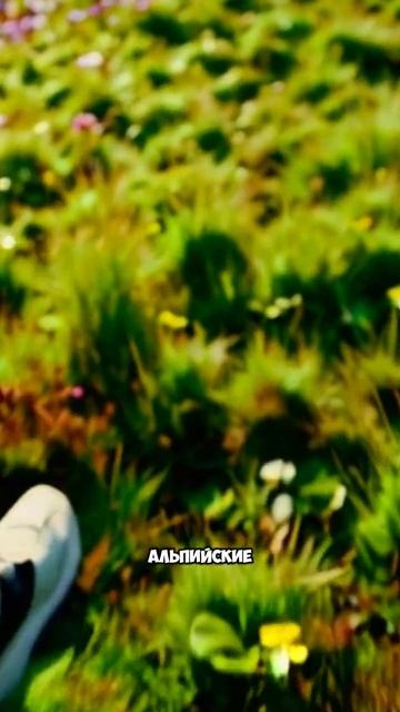 Целительный Воздух на АЛТАЕ #shorts