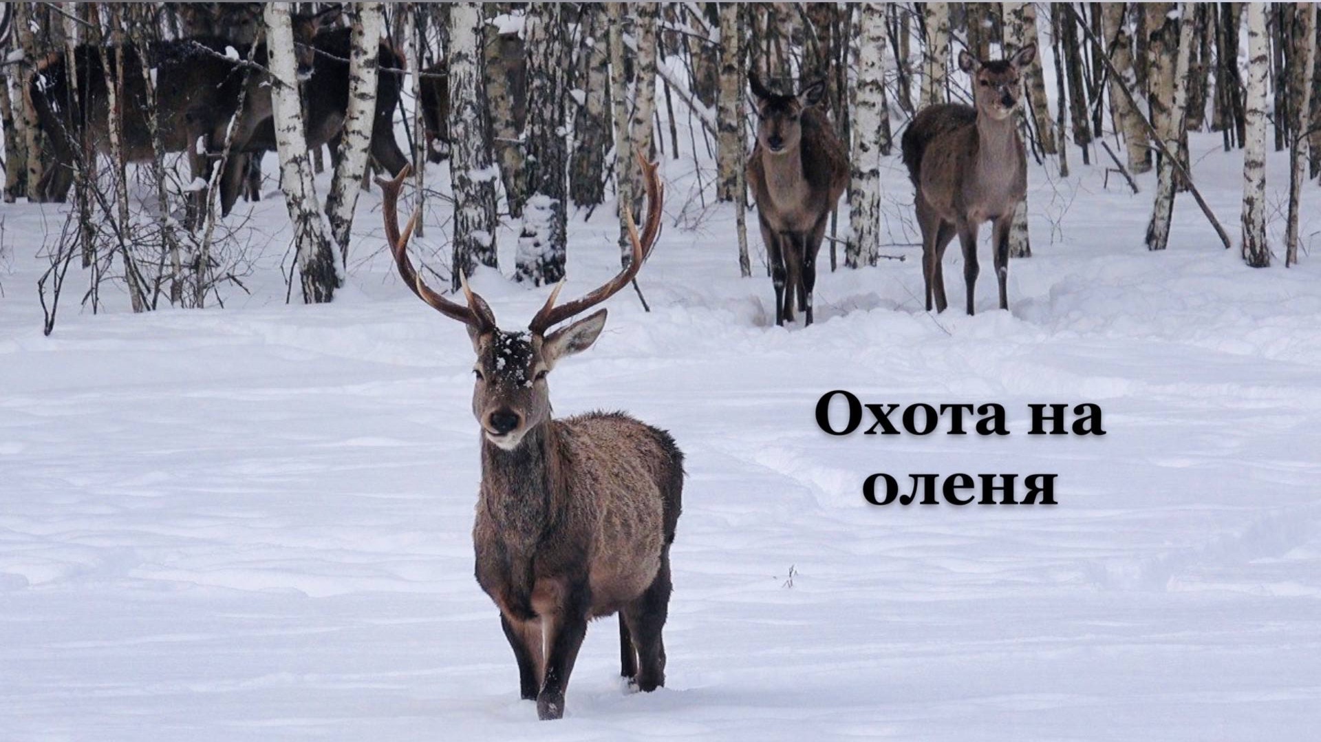 Охота на оленя: Королевский трофей и традиционные блинчики с мясом