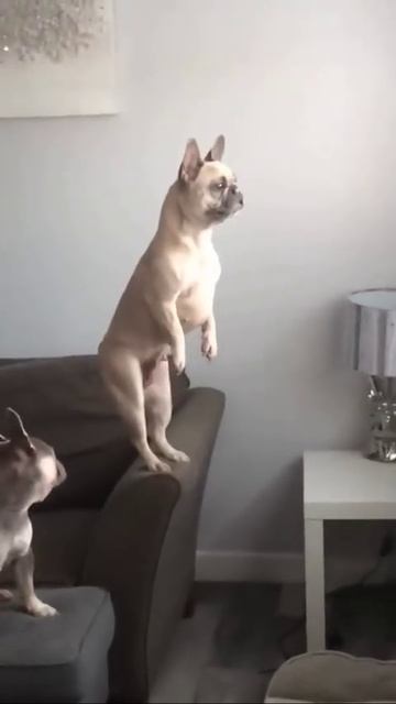 Да где же курьер с пиццей