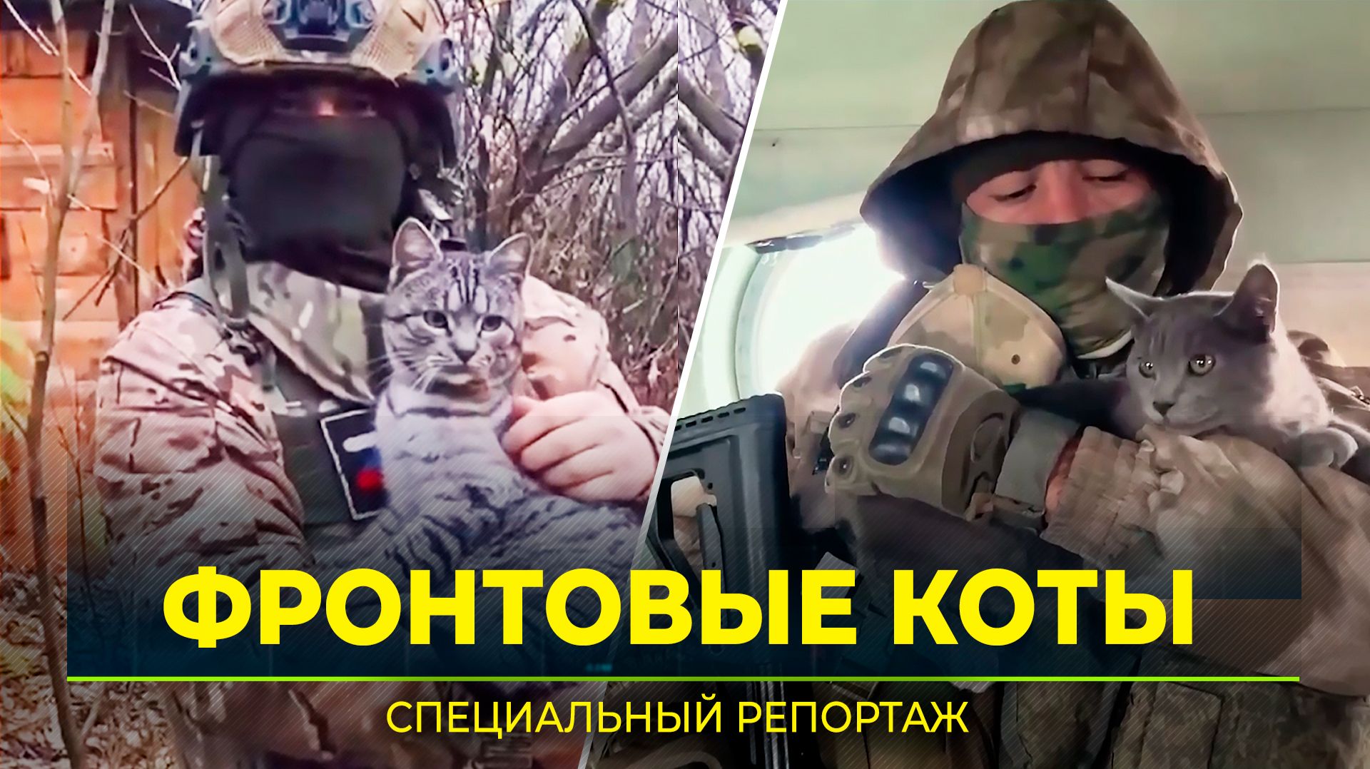 В России 1 марта отметят День кошек