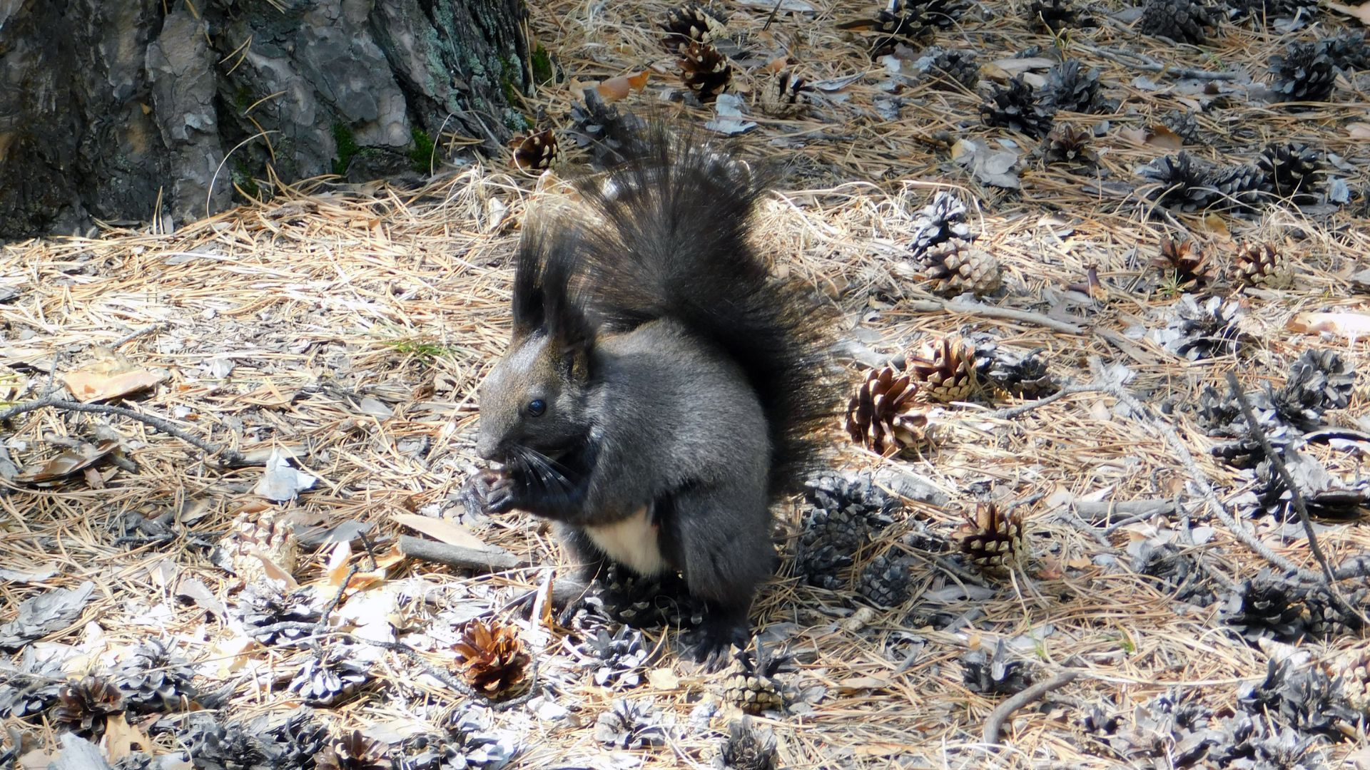 "  Белка песенки поёт, И орешки всё грызёт... "