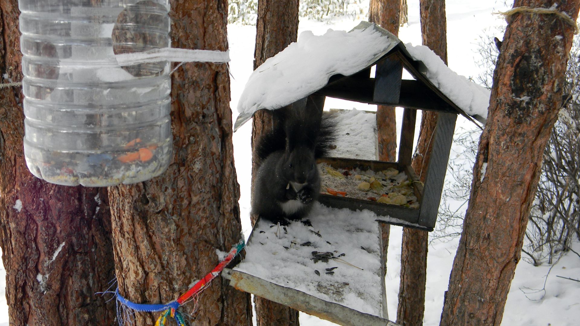 "  Осенний снег и белки "