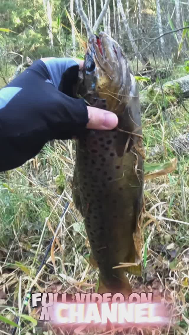 Дикая форель Ленинградской области