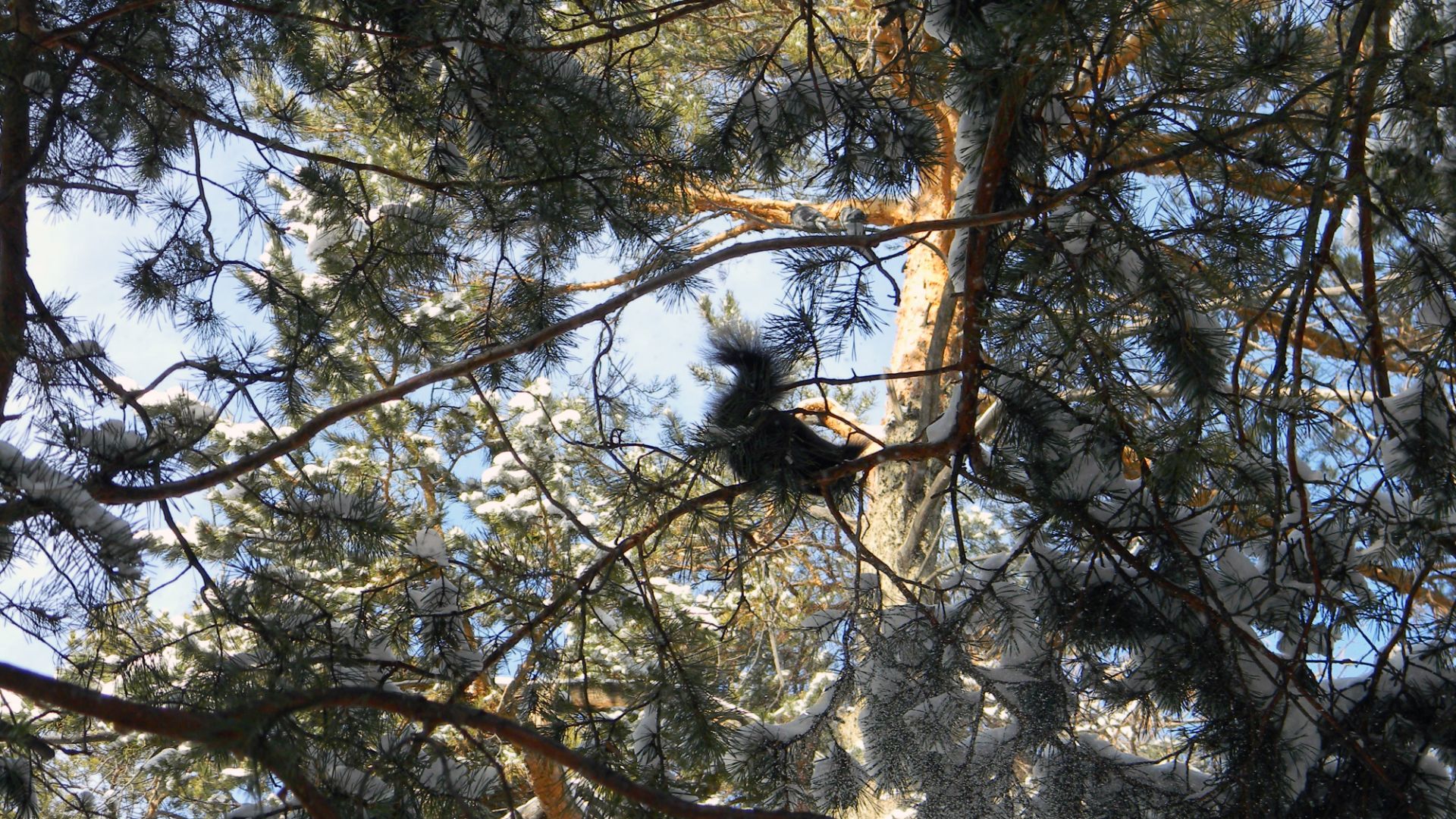 " Белки радуются первому снегу... "