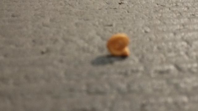 Слепил из пластилина золотую ракушку😎😎😎(плохое качество☹️)