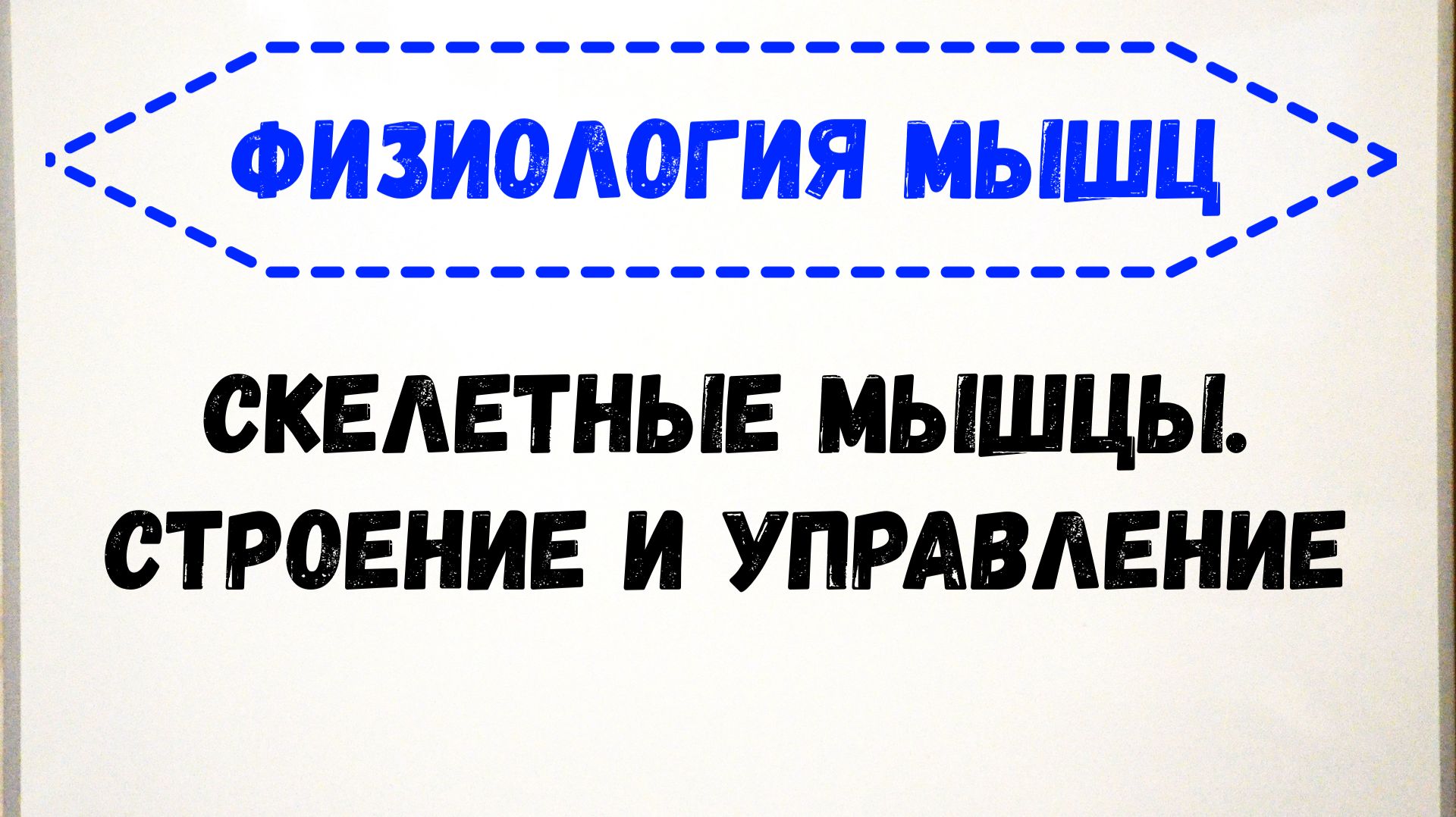 Физиология мышц. Скелетные мышцы. Строение и управление