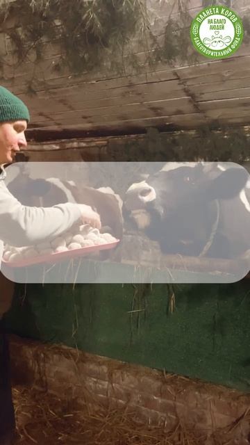 Приходите на кормление коров на Амалаки Экадаши, 27.02.2027