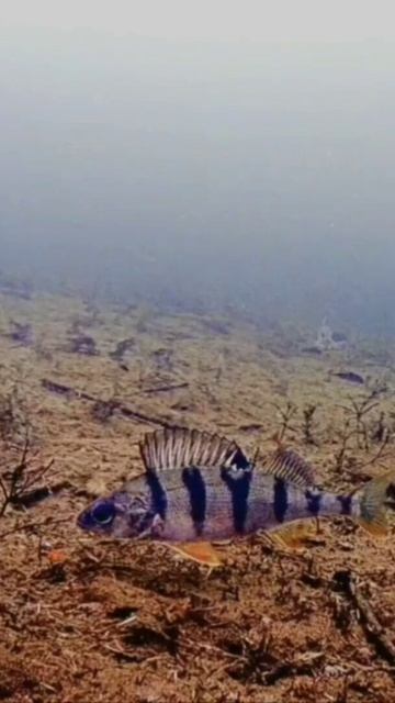 Поклёвки окуня на мормышку. Глубина 3 метра. / Perch bites on a jig. Depth 3 meters. #shorts