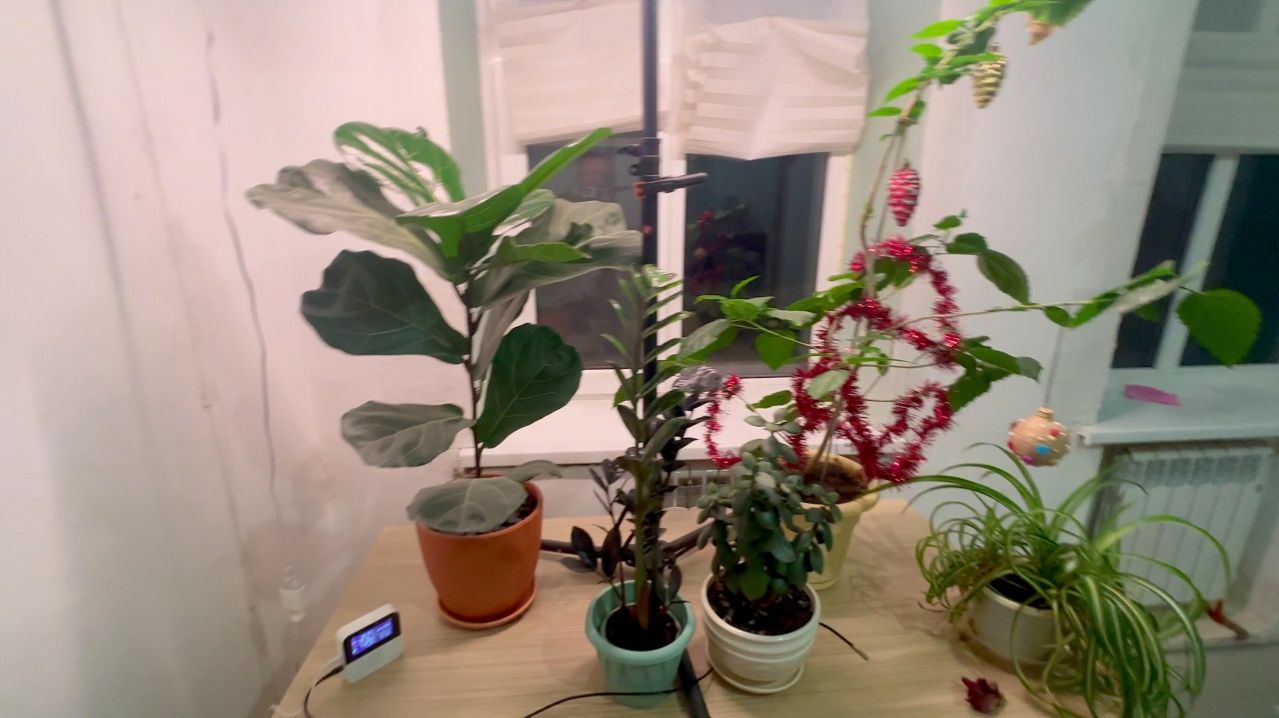 Жизнь вне Орхидей- новые жильцы переехали в дом на Юге тут вместо льда зеленая трава под ногами