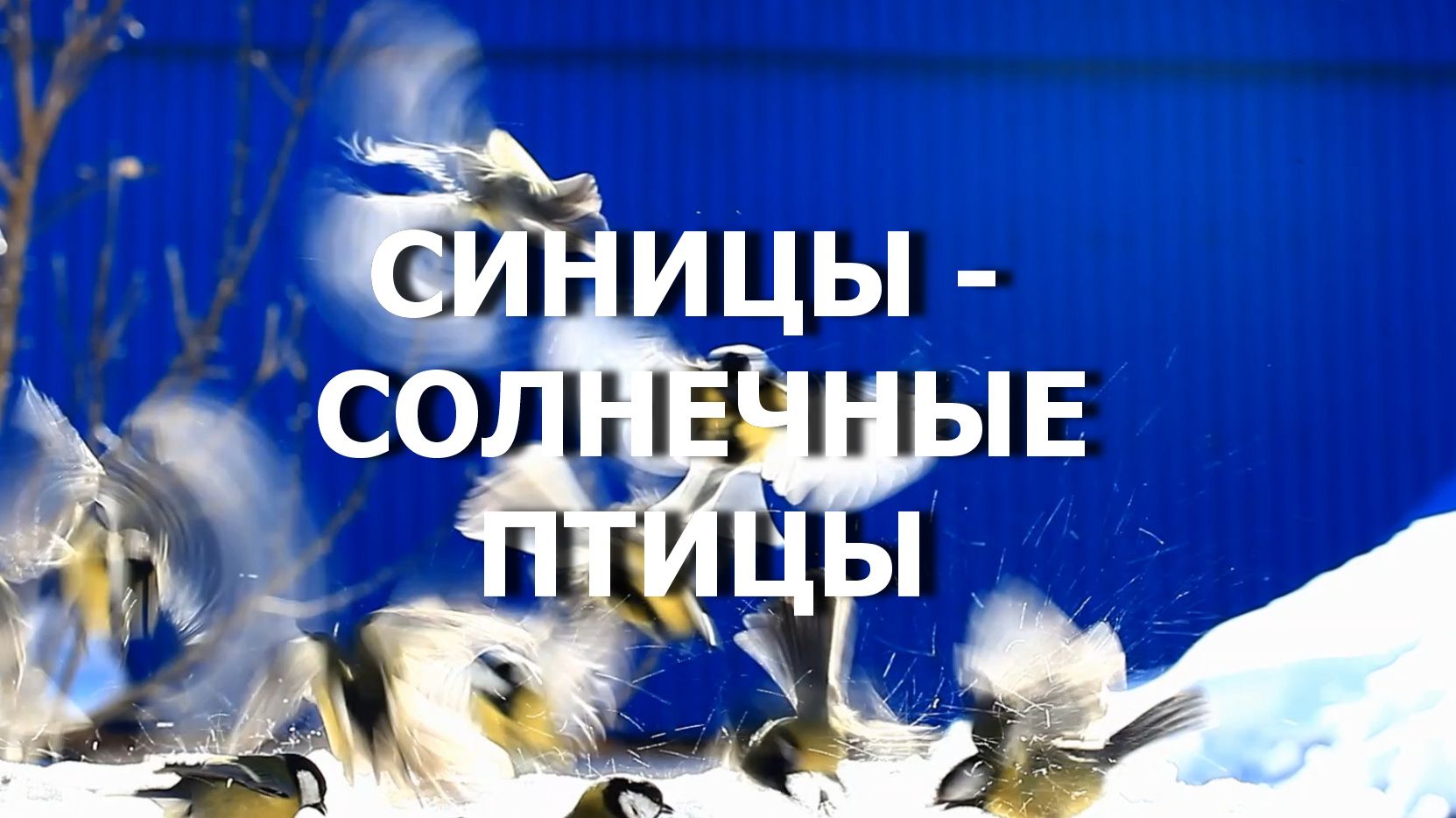 Синицы на подкормочной площадке