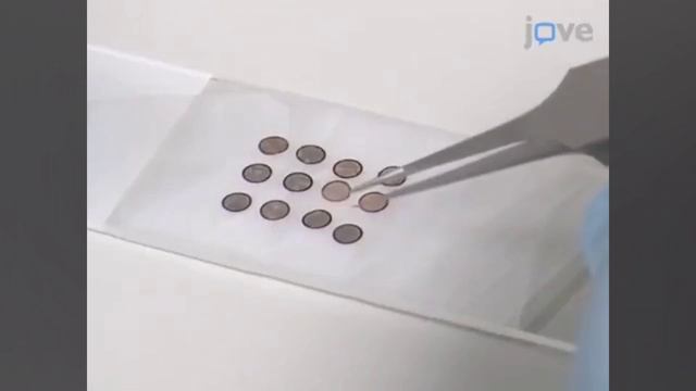 Jove протокол по ультрамикротомии как контрастировать сеточки .mp4