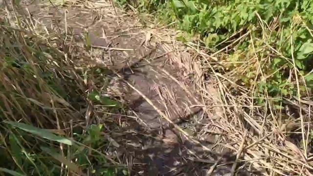 Река Жеребец которую мы штурмовали. (2023.08.02 после штурмов ).