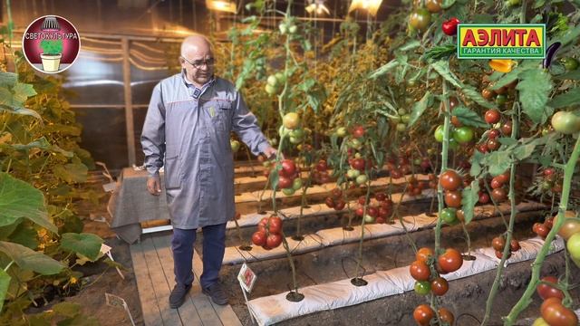 Томат БИФ КИНГ F1 в СВЕТОКУЛЬТУРЕ!