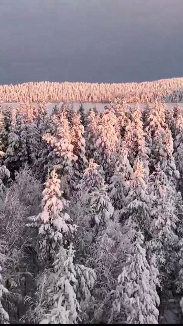 Магия зимнего леса. Эстетика заснеженной природы.