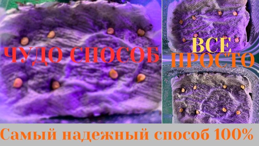 САМЫЙ НАДЕЖНЫЙ СПОСОБ ПОСЕВА ПЕРЦА СО 100% ВСХОЖЕСТЬЮ сезон 2026