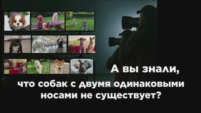 СОБАЧИЙ ПОНЕДЕЛЬНИК