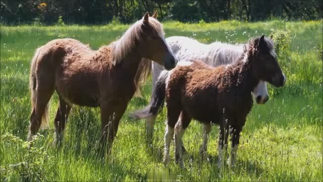 МУЗЫКА, ПОМОГАЮЩАЯ УСПОКОИТЬСЯ