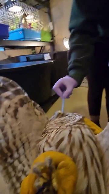 Теперь вы знаете как кричат совы, когда не хотят принимать свои лекарства