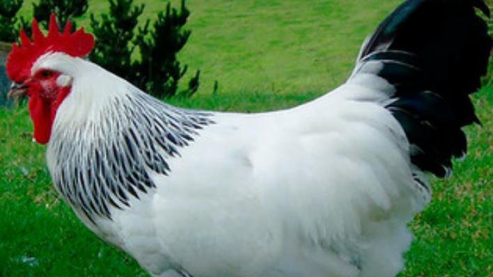 куры порода Адлерская серебристая