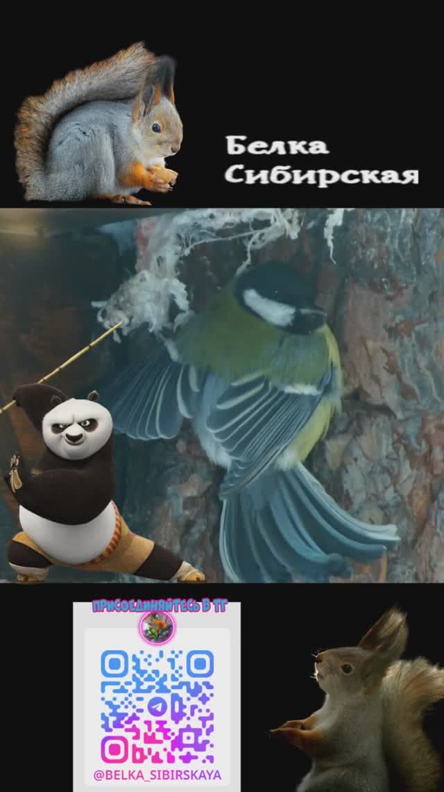 Синица охраняет сало