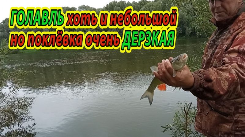 Поклёвку ГОЛАВЛЯ трудно не заметить! Загибает удочку как большой! Рыбалка на реке Ока.