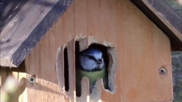 Скворечник