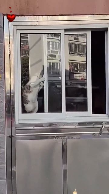 Перекур. 😻Веселые котики. Коты хулиганы! Невероятные трюки! #кот #хулиган #трюк #смех #short