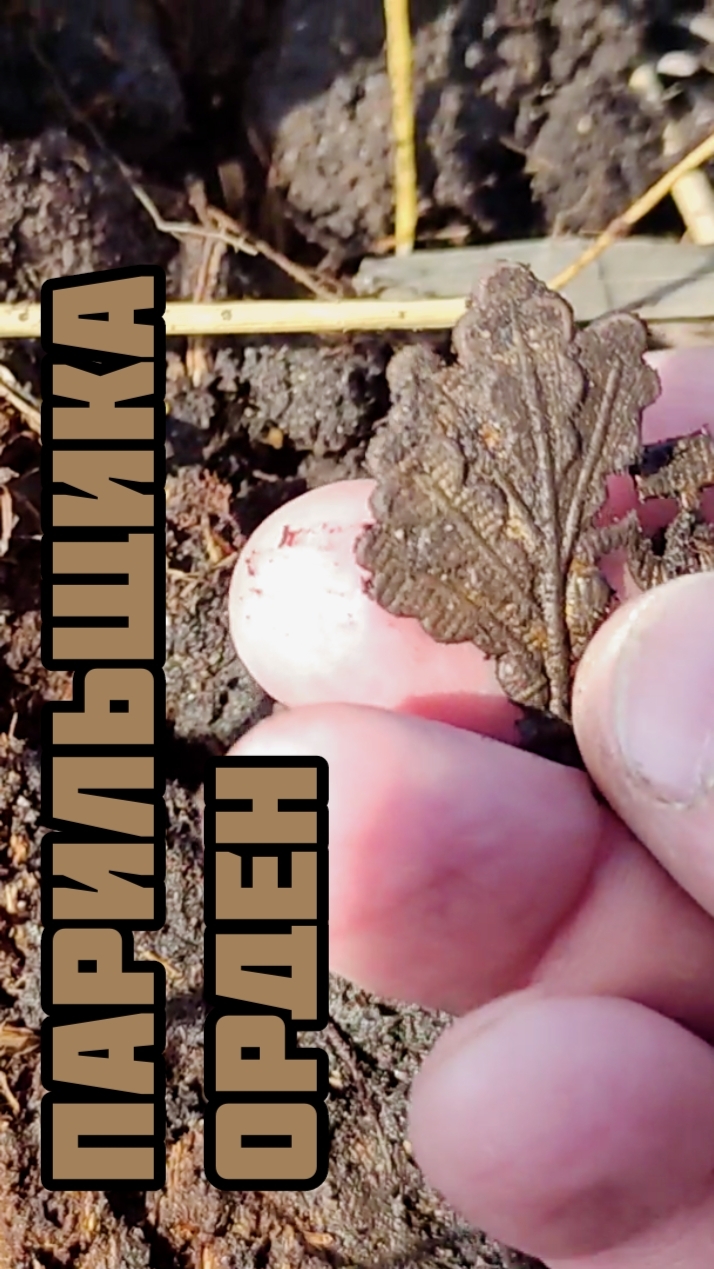 s04e03 Орден Парильщика