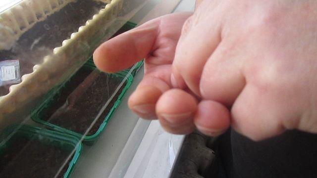 Как садить семена табака Берли 9